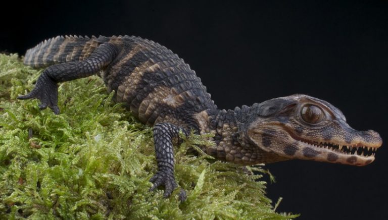 Cuvier's Dwarf Caiman Facts and Pictures