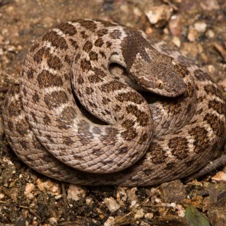 Checkered Garter Snake Facts and Pictures
