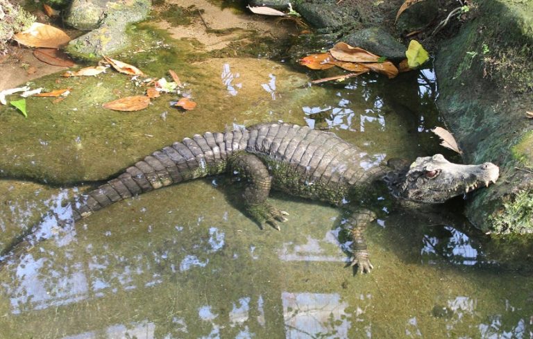 Smooth-fronted Caiman Facts and Pictures
