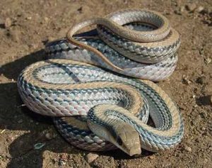 Snakes: Facts and List of Types With Pictures - Reptile Fact